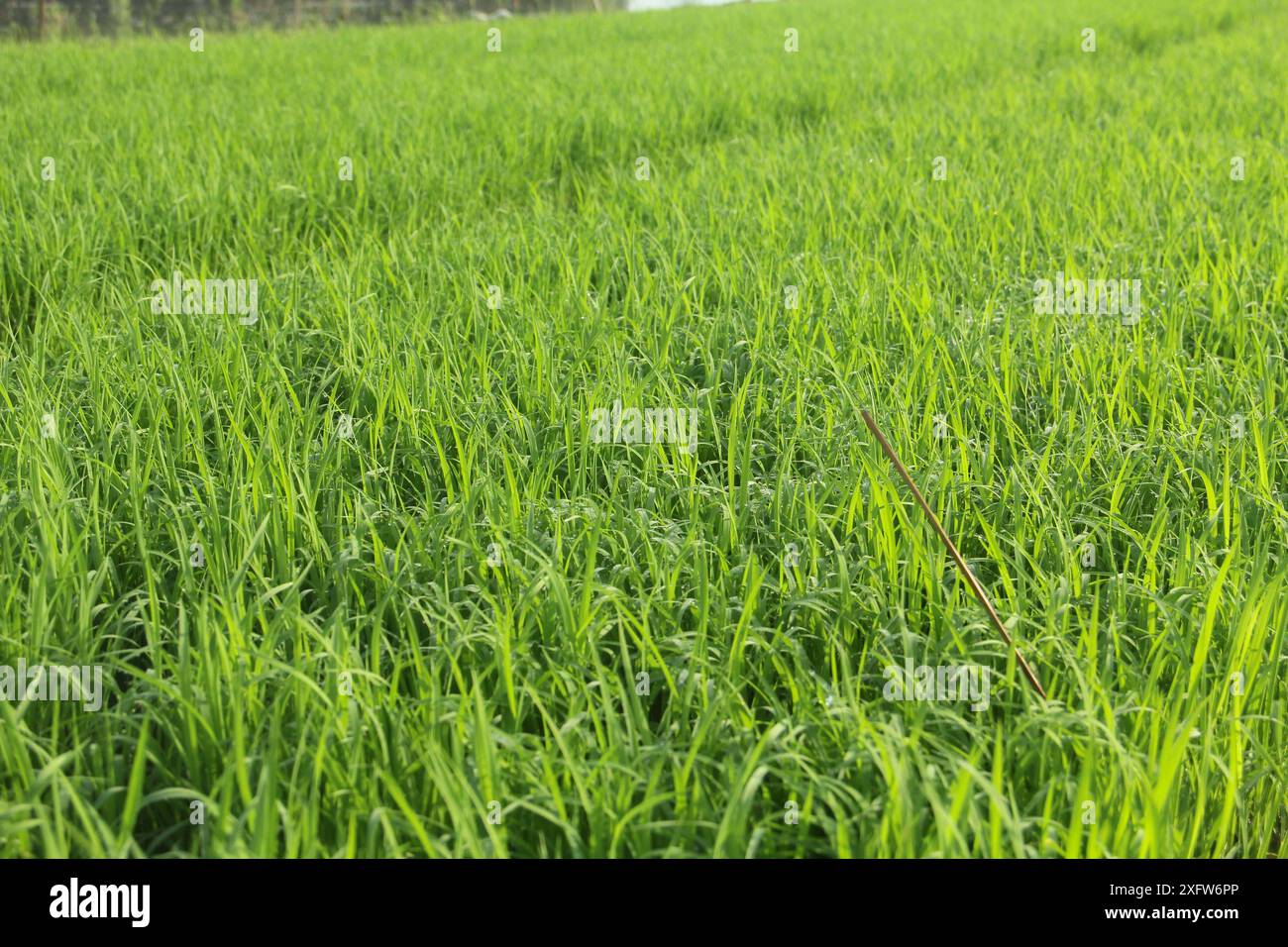 Seeding rice plants before moving them to rice fields for enlargement ...