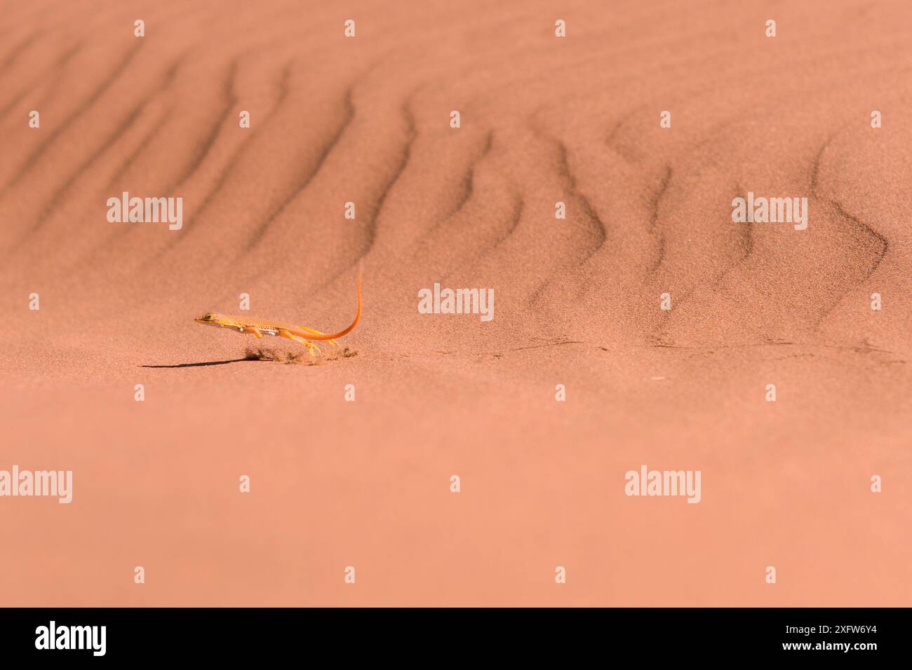 Meroles cuneirostris hi-res stock photography and images - Alamy