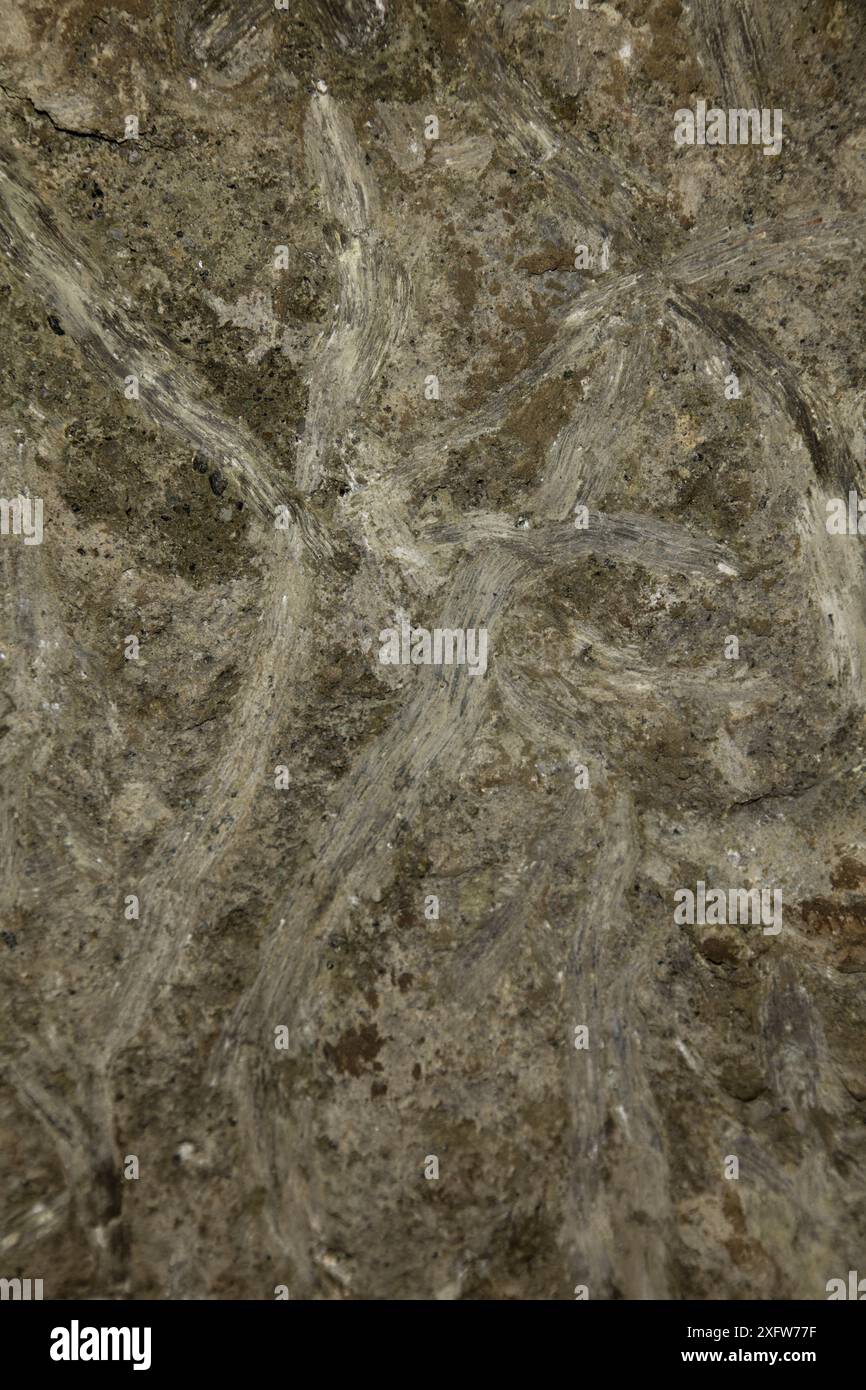 Tusk marks made by elephants seeking minerals Kitum cave, Mount Elgon ...