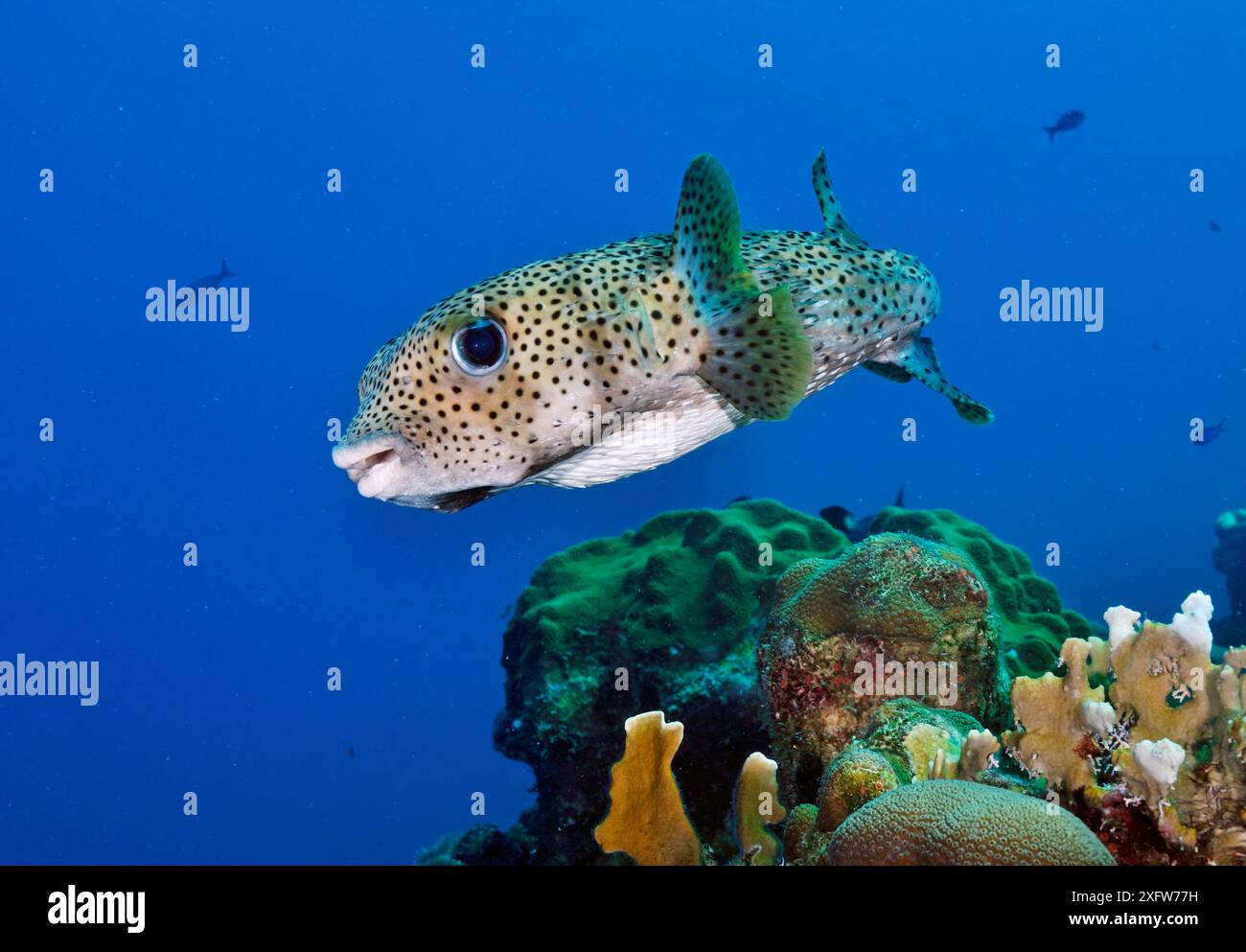 Porcupinefish (Diodon hystrix) on coral reef Klein Bonaire, Bonaire ...