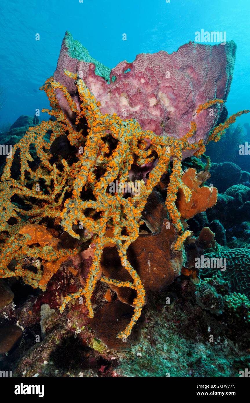 Green finger sponge (Iotrochota birotulata), with colonies of Golden ...