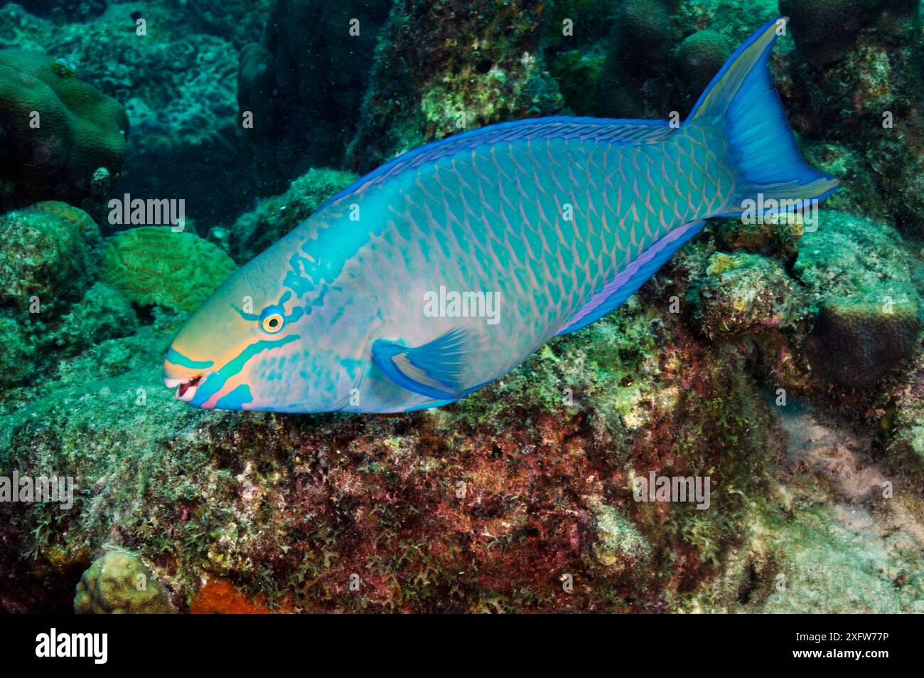 Queen parrotfish (Scarus vetula), terminal phase - male, on coral reef ...