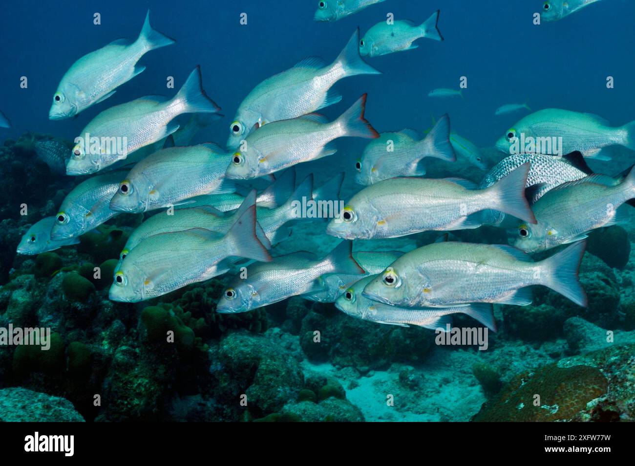 Mahogany snapper (Lutjanus mahogoni) aggregation Bonaire, Leeward Antilles, Caribbean Stock ...