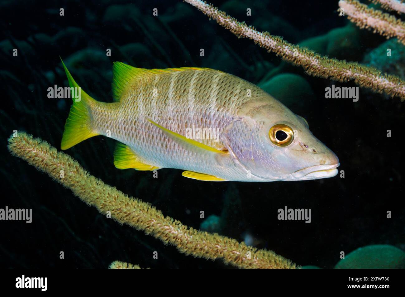 Schoolmaster snapper (Lutjanus apodus) on coral reef Bonaire, Leeward ...