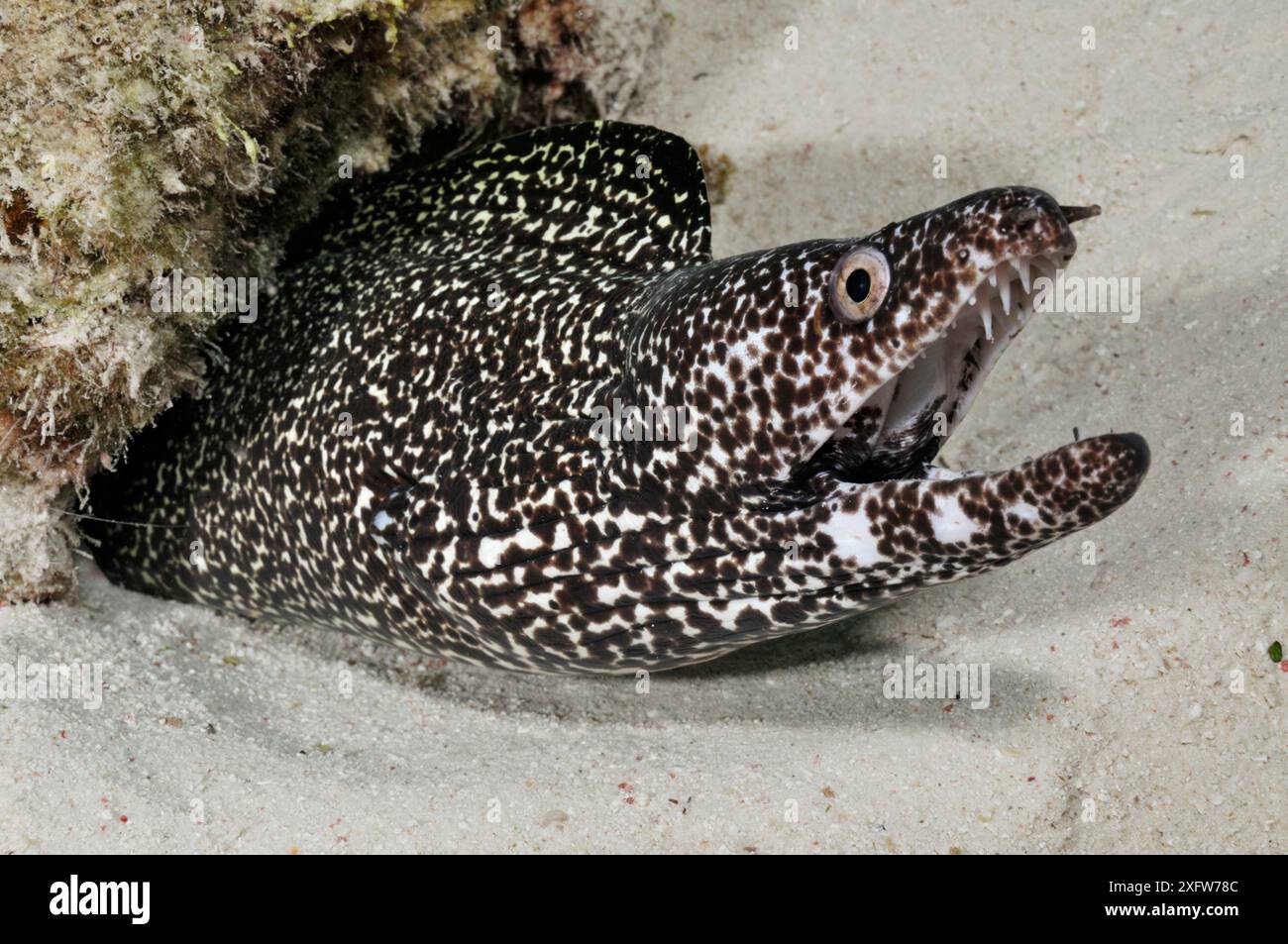Spotted moray (Gymnothorax moringa) Bonaire, Leeward Antilles ...