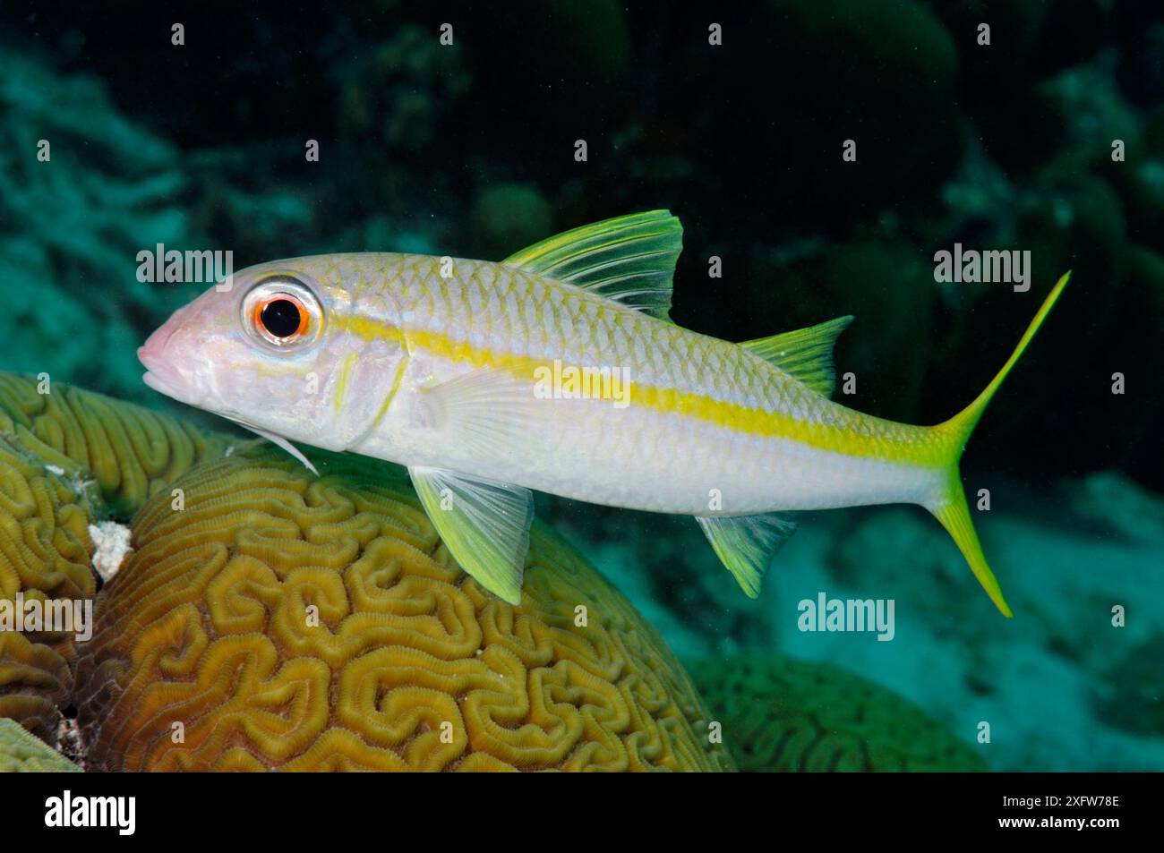 Yellow goatfish (Mulloidichthys martinicus), by Grooved brain coral ...