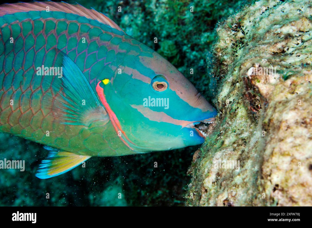 Parrotfish biting coral hi-res stock photography and images - Alamy