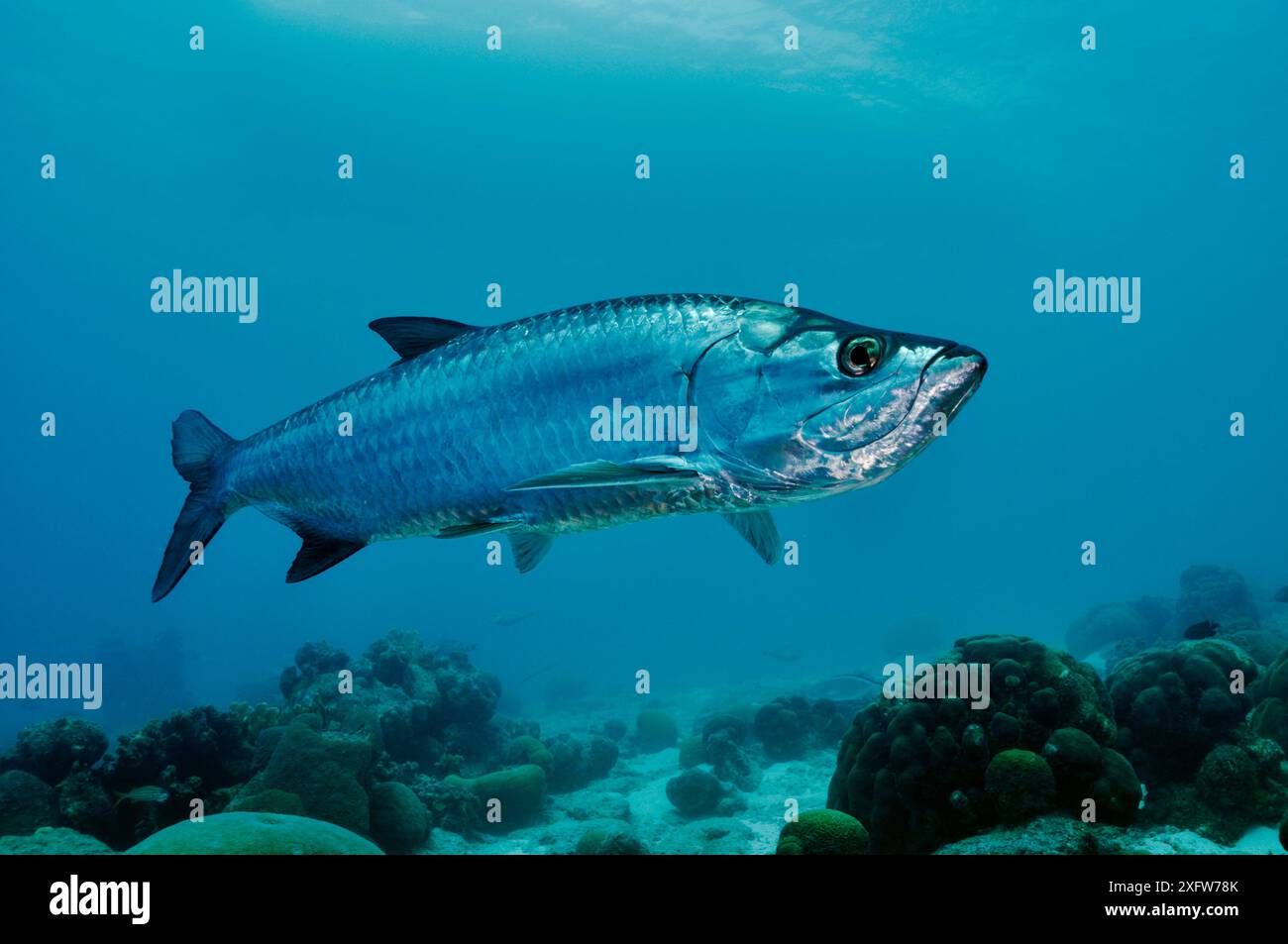 Tarpon (Megalops atlanticus) Bonaire, Leeward Antilles, Caribbean Stock ...