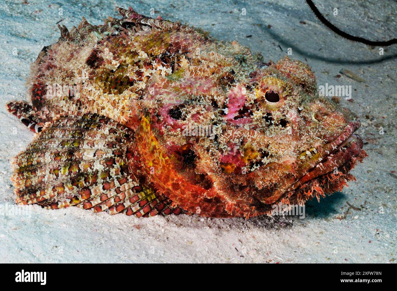 Fish rascacio hi-res stock photography and images - Alamy