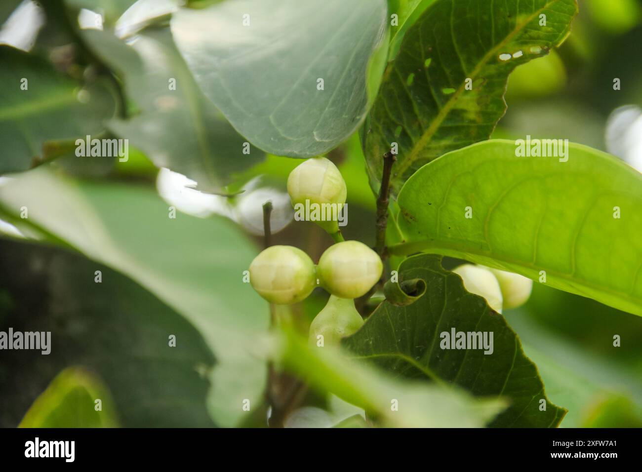 The pistils of the red water guava fruit bloom and will become fruit ...