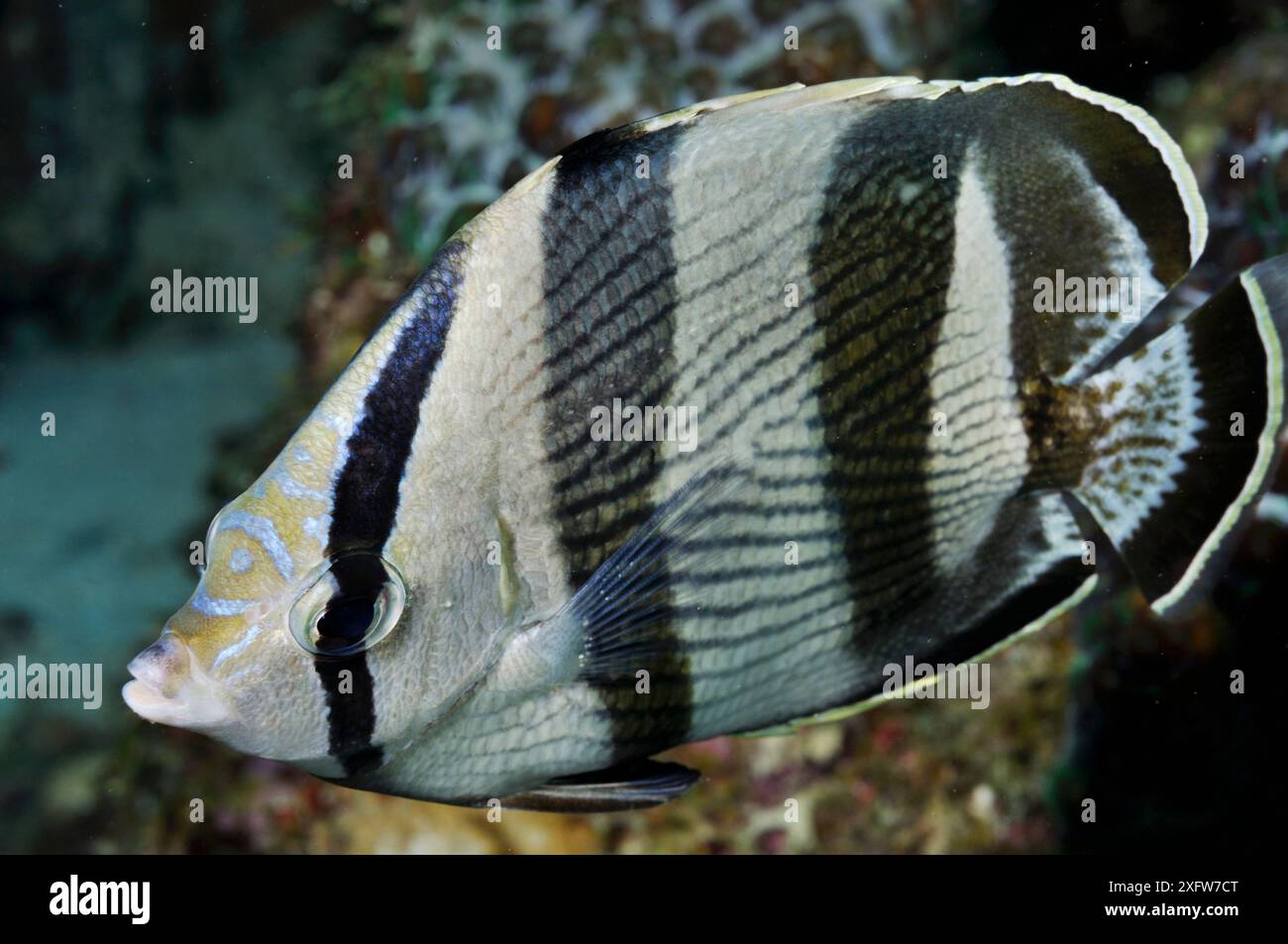 Banded butterflyfish (Chaetodon striatus) Bonaire, Leeward Antilles ...