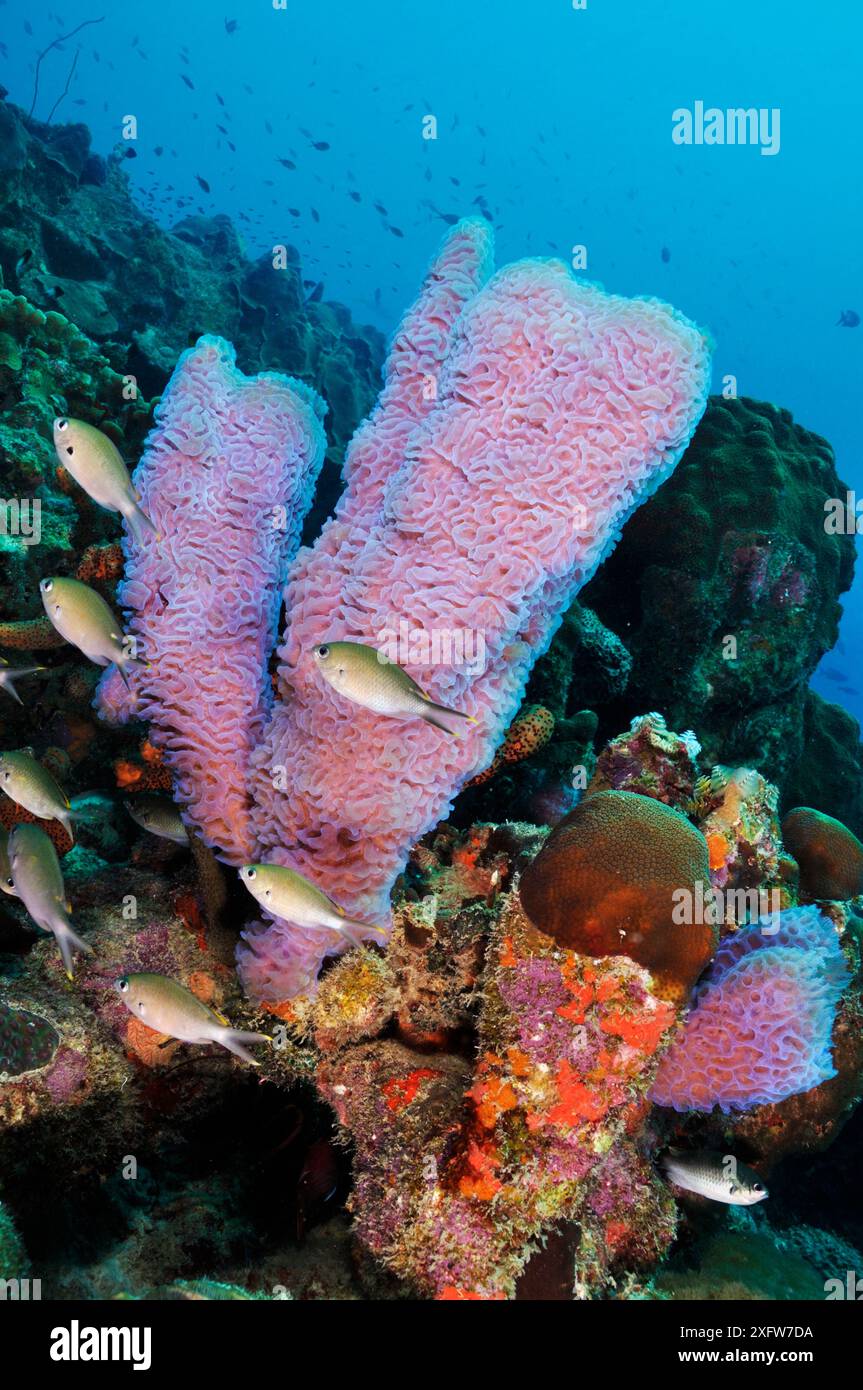 Azure vase sponge (Callyspongia plicifera) on coral reef, with small ...