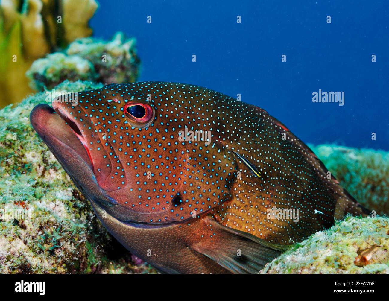 Osteichthyes caribbean fishes groupers hi-res stock photography and ...