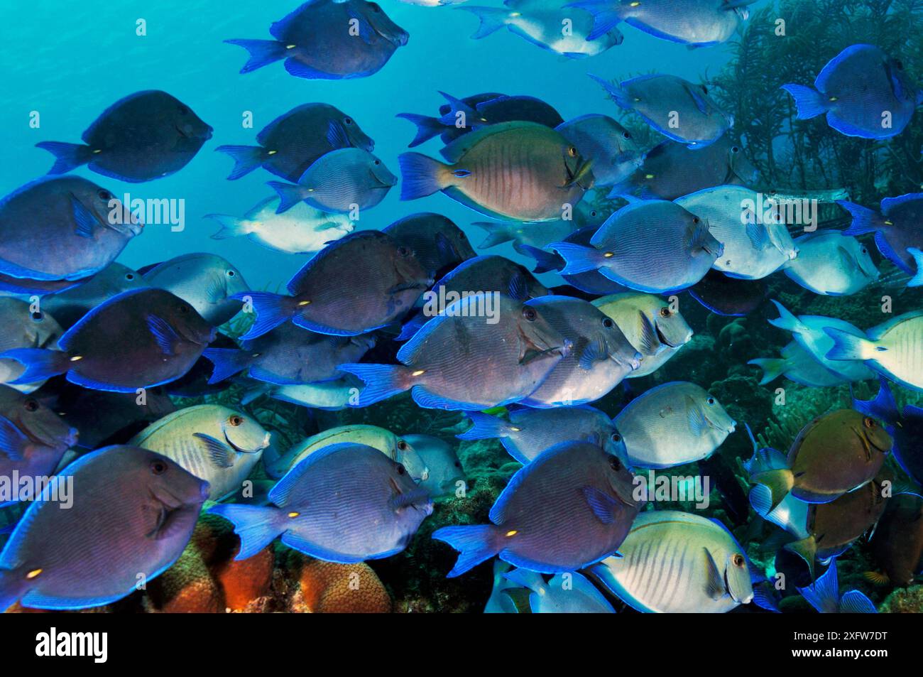 Blue tang (Acanthurus coeruleus) and Doctorfish (Acanthurus chirurgus ...