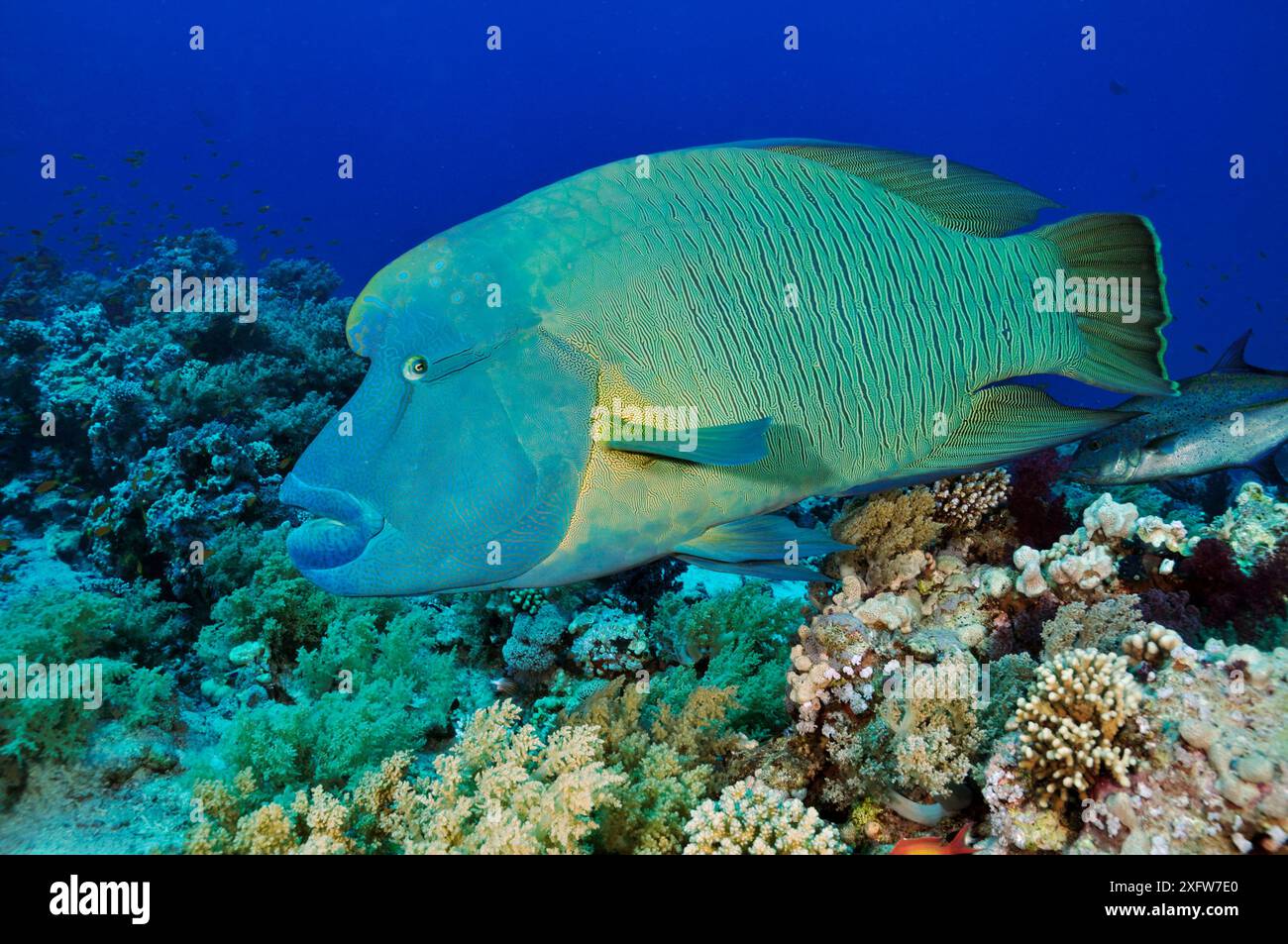 Humphead wrasse (Cheilinus undulatus) on coral reef. Shark Reef to ...