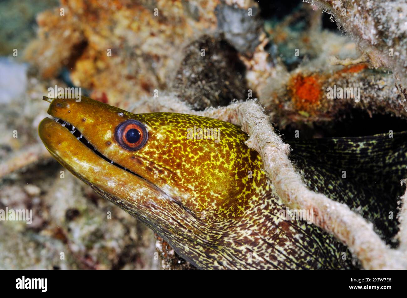 Undulated moray (Gymnothorax undulatus) The Barge wreck, near Bluff ...