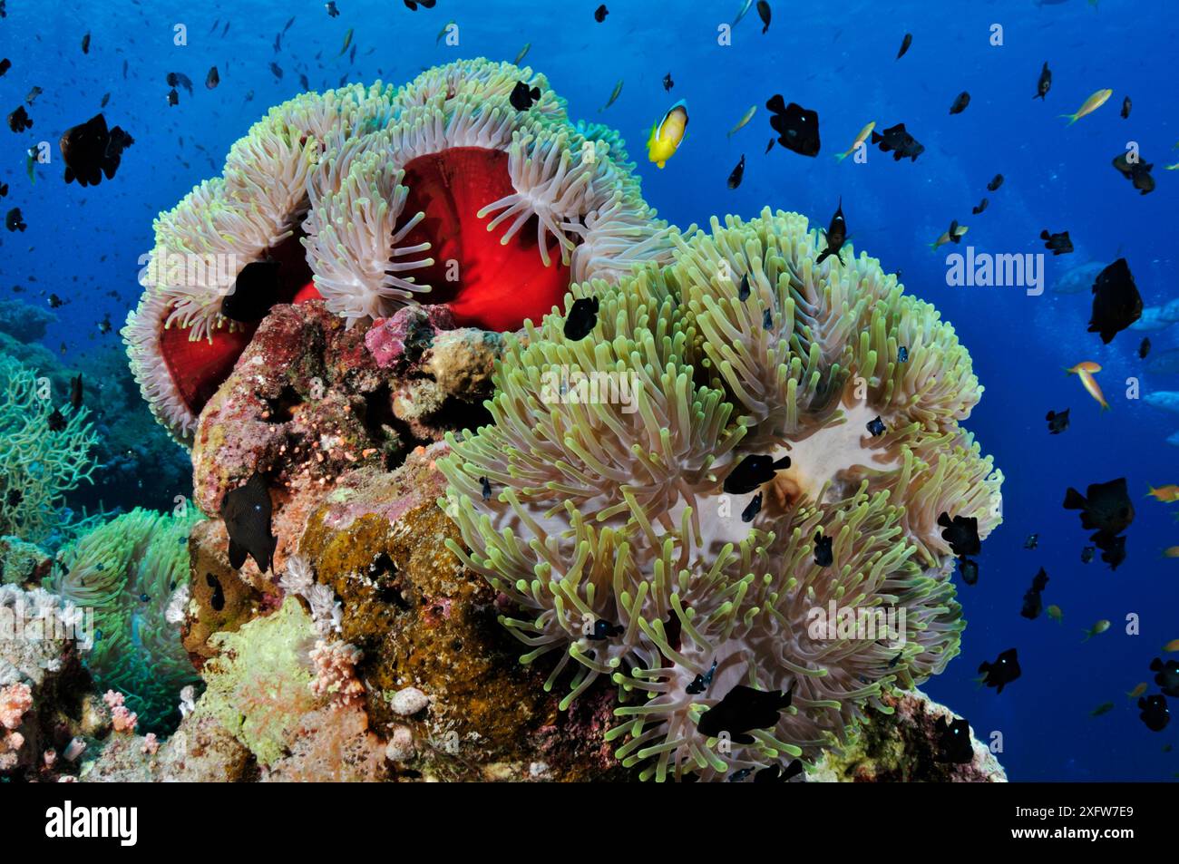 Magnificent sea anemones (Heteractis magnifica) with Three-spot ...