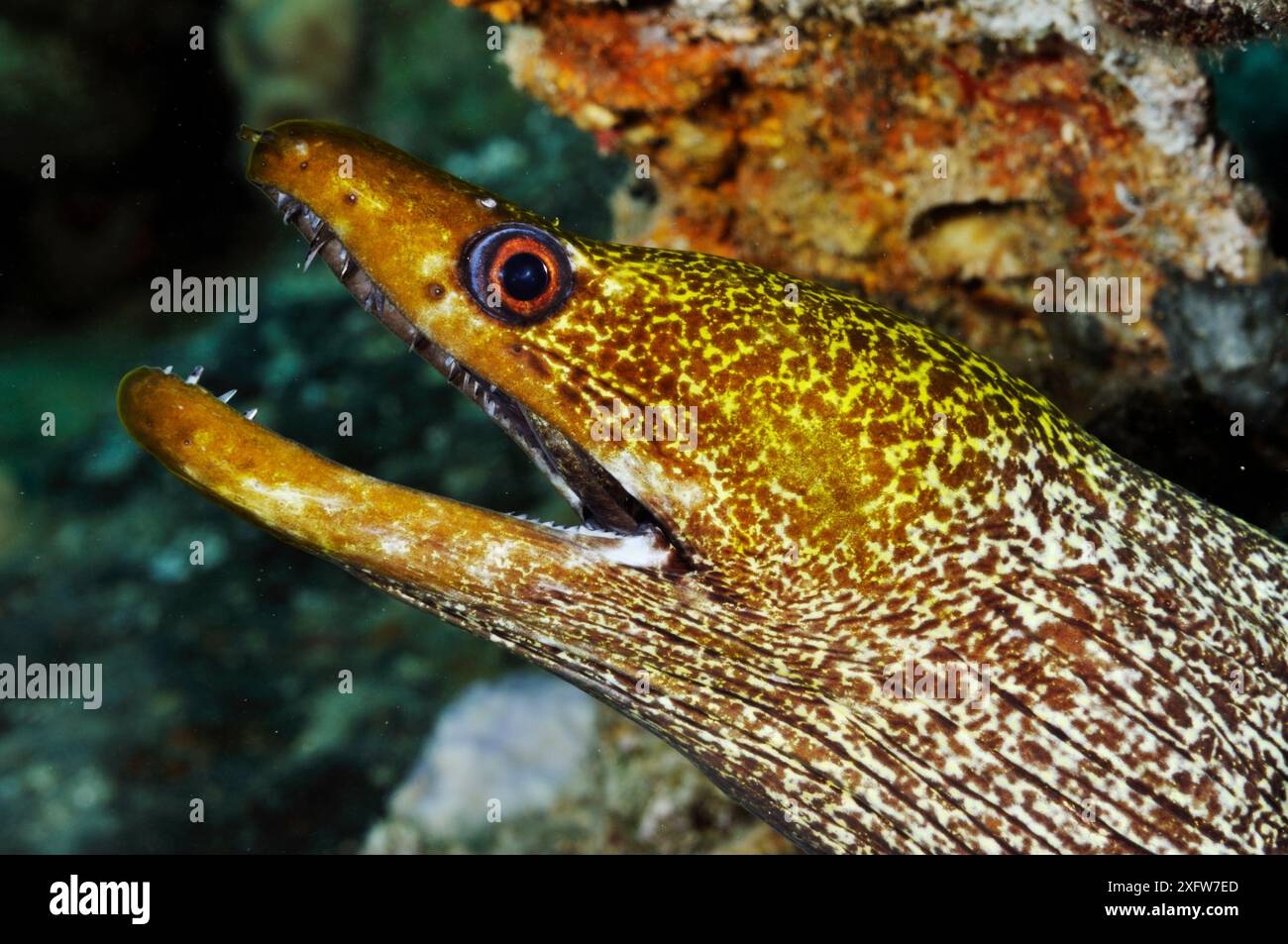 Undulated moray (Gymnothorax undulatus) The Barge wreck, near Bluff ...