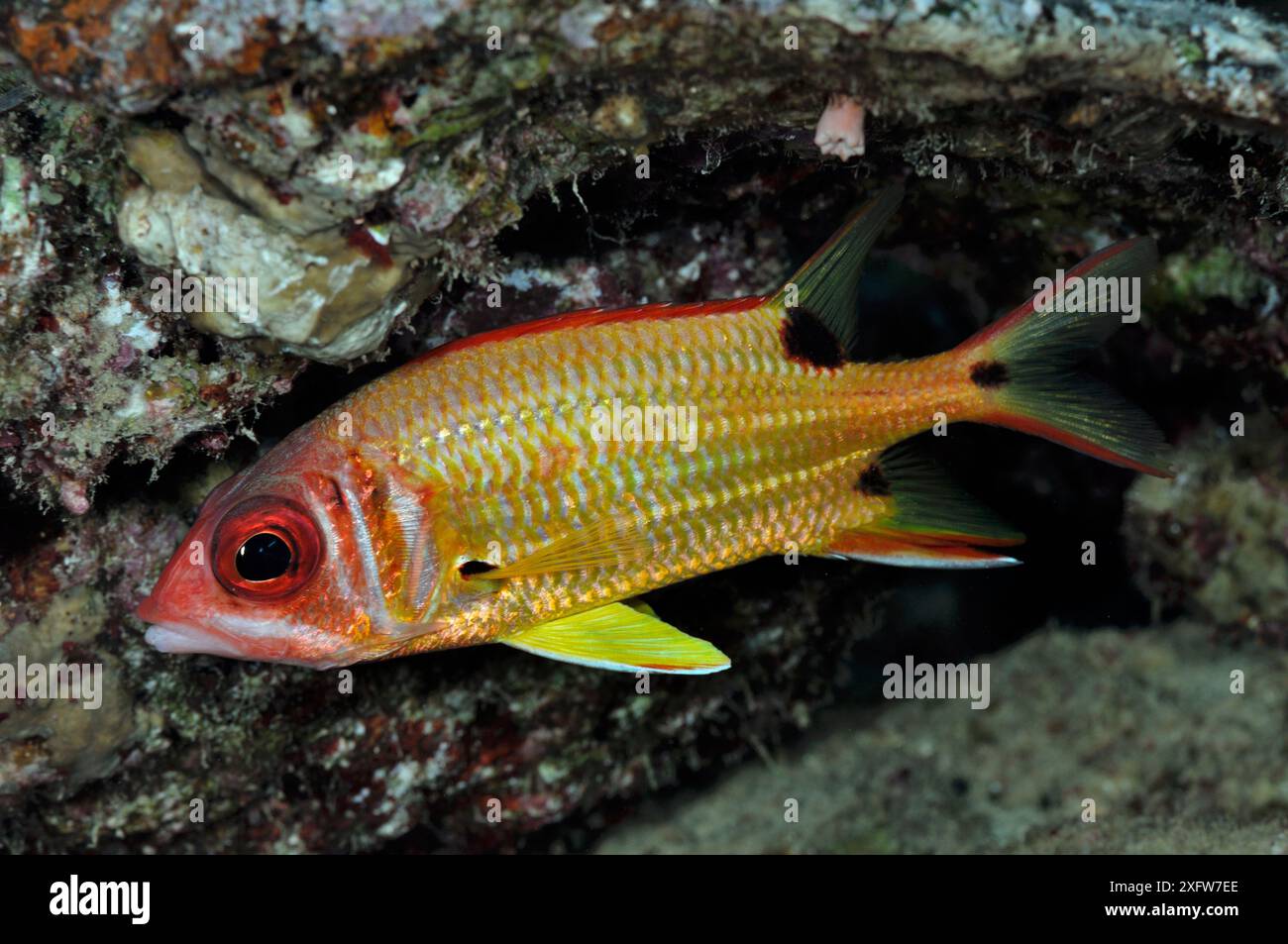 Squirrelfish (Sargocentron marisrubri), The Barge wreck, near Bluff ...