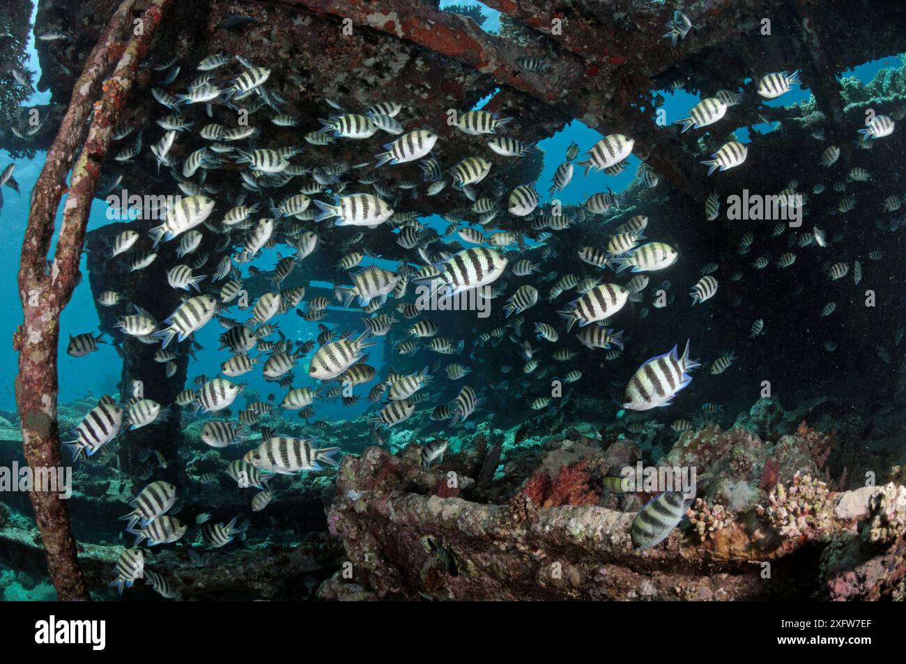 Sergeant major (Abudefduf vaigiensis), shoal on wreck of the Kingston ...