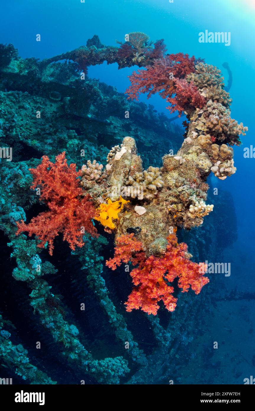 Soft corals (Dendronephthya sp.), and sponge, encrusting wreck of ...