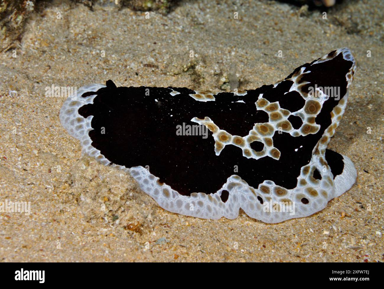 Side-gilled slug, Pleurobranch (Pleurobranchus grandis), at night ...