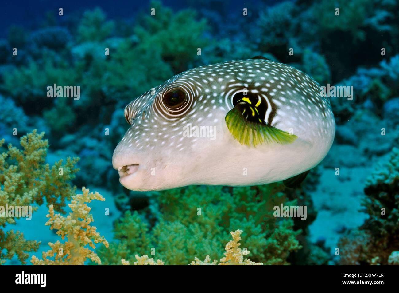 Whitespotted puffer (Arothron hispidus) on coral reef, Jackfish Alley ...