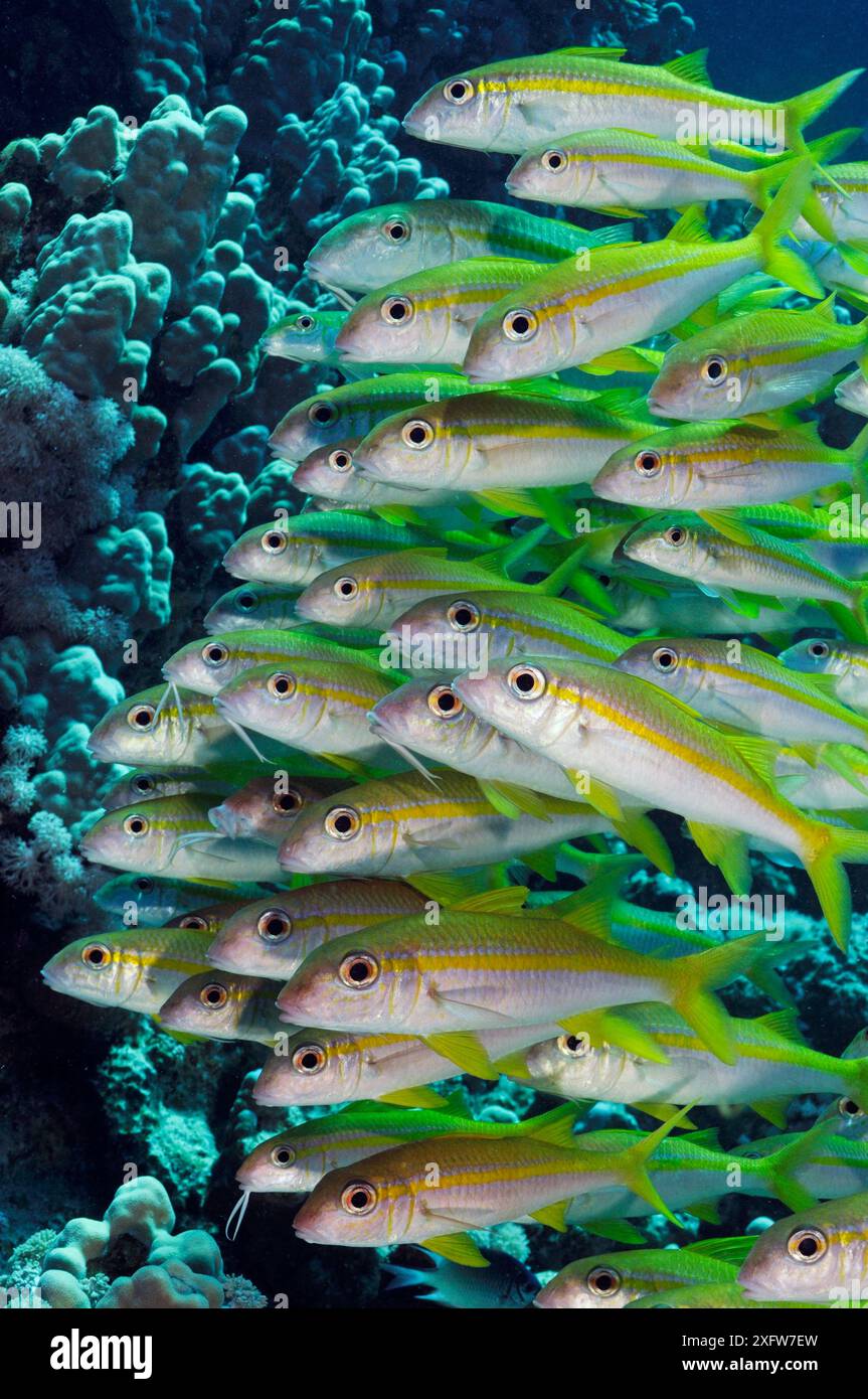 Shoal mullet fish hi-res stock photography and images - Alamy