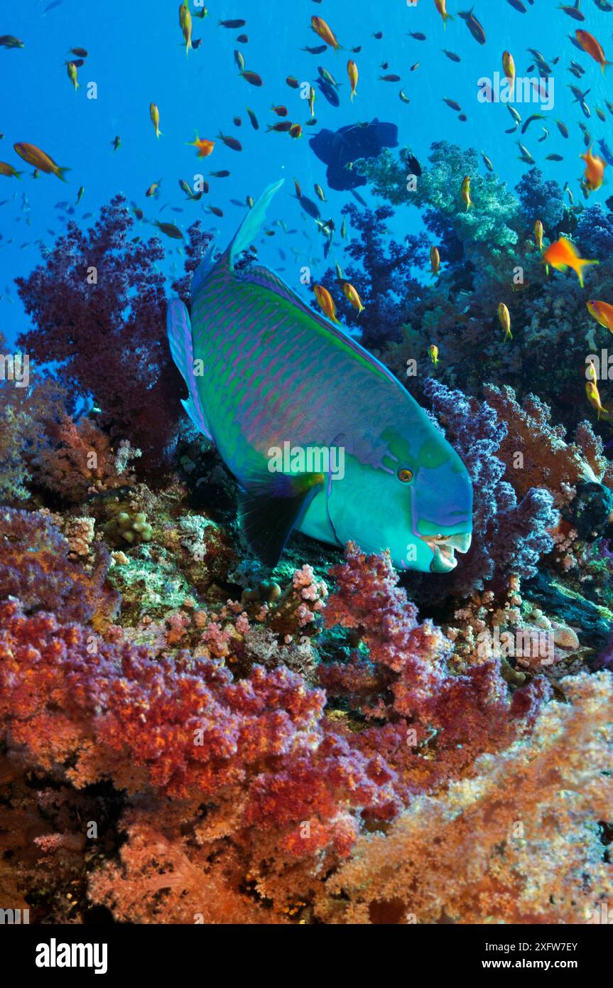 Red Sea steephead parrotfish (Heavybeak parrotfish) Chlorurus gibbus ...