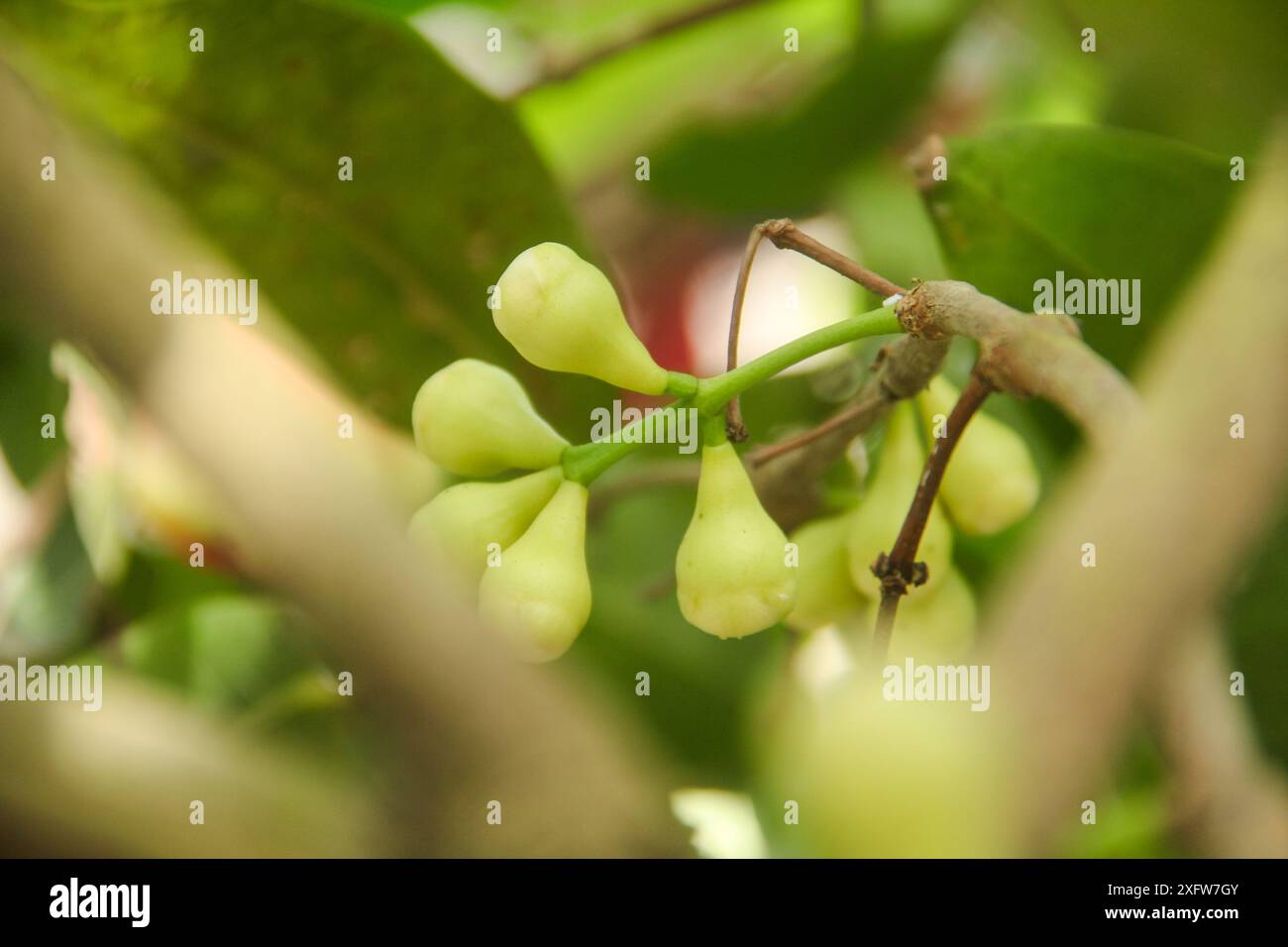 The pistils of the red water guava fruit bloom and will become fruit ...