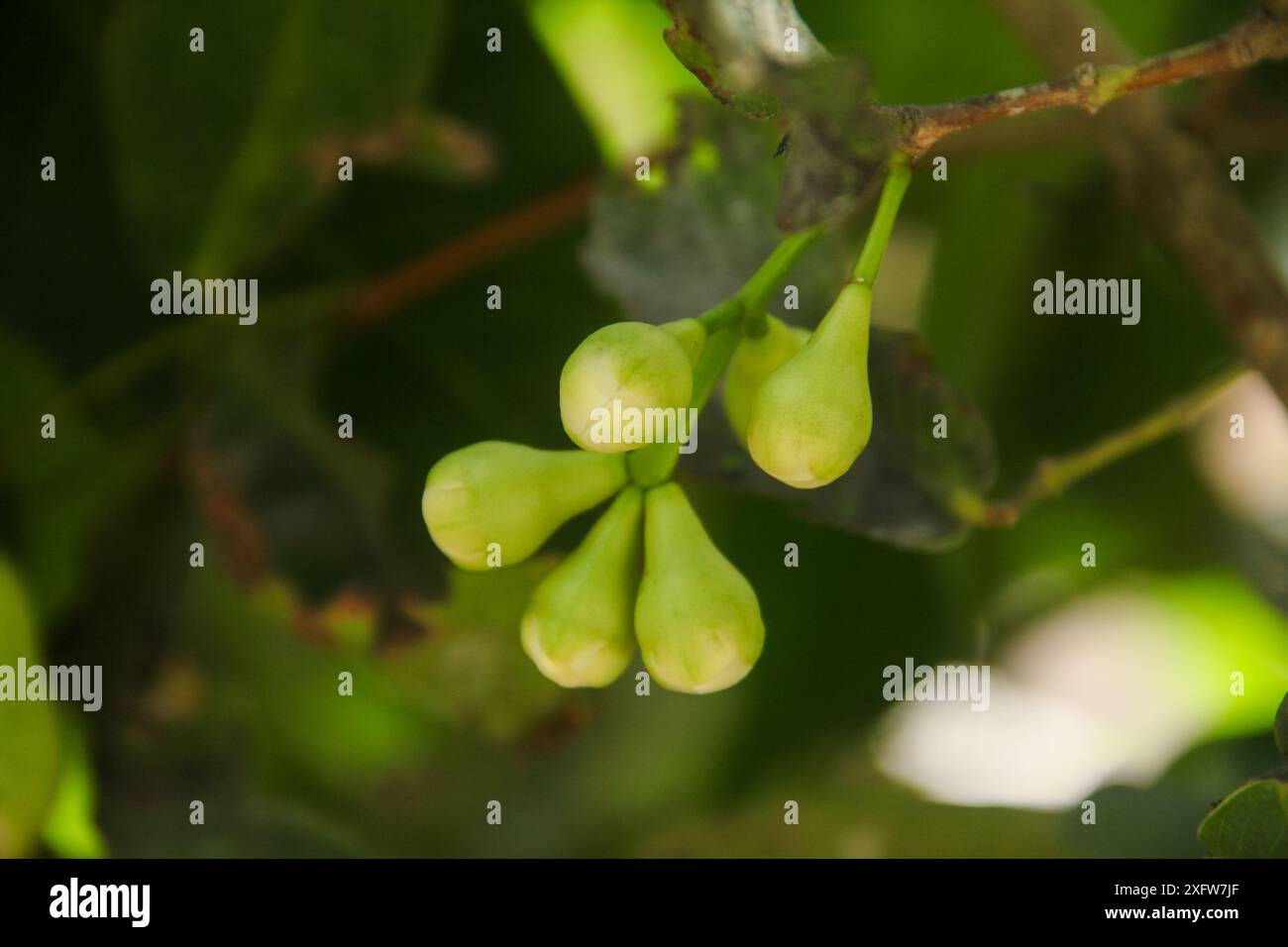 The pistils of the red water guava fruit bloom and will become fruit ...