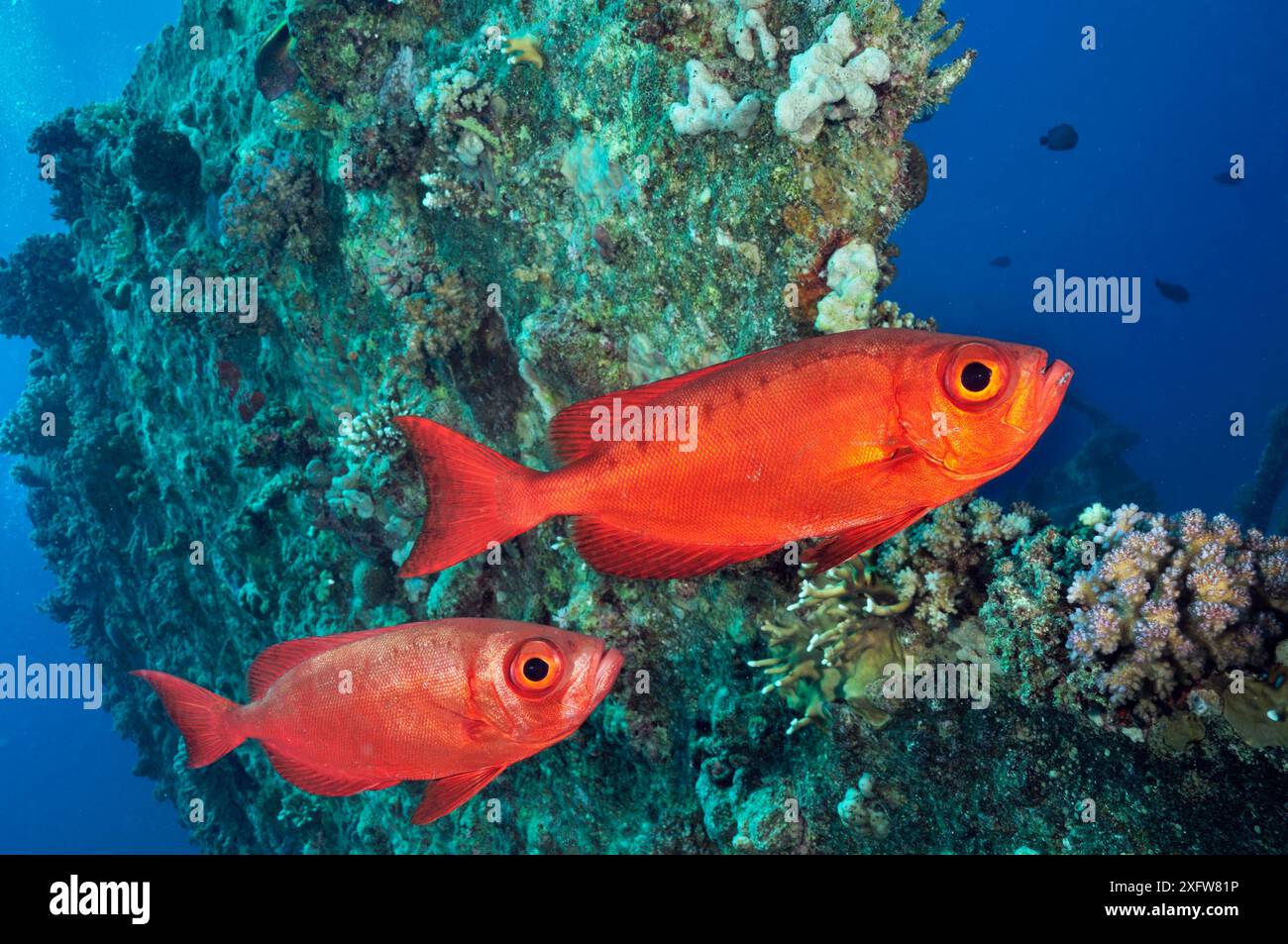 Bigeye fish (Priacanthus hamrur) The Barge (wreck), near Bluff Point ...