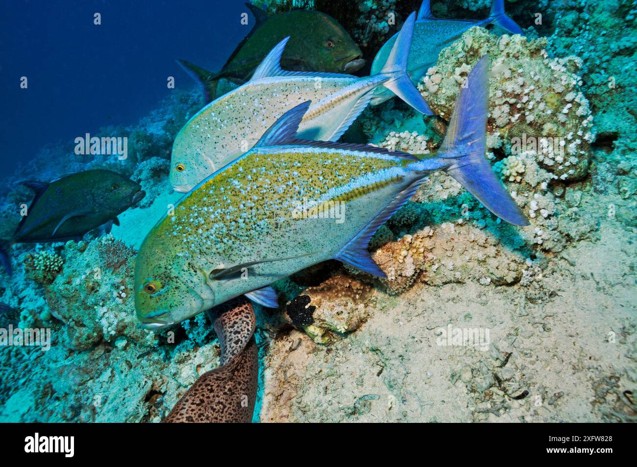 Bluefin trevally (Caranx melampygus) mixed-species foraging and hunting ...