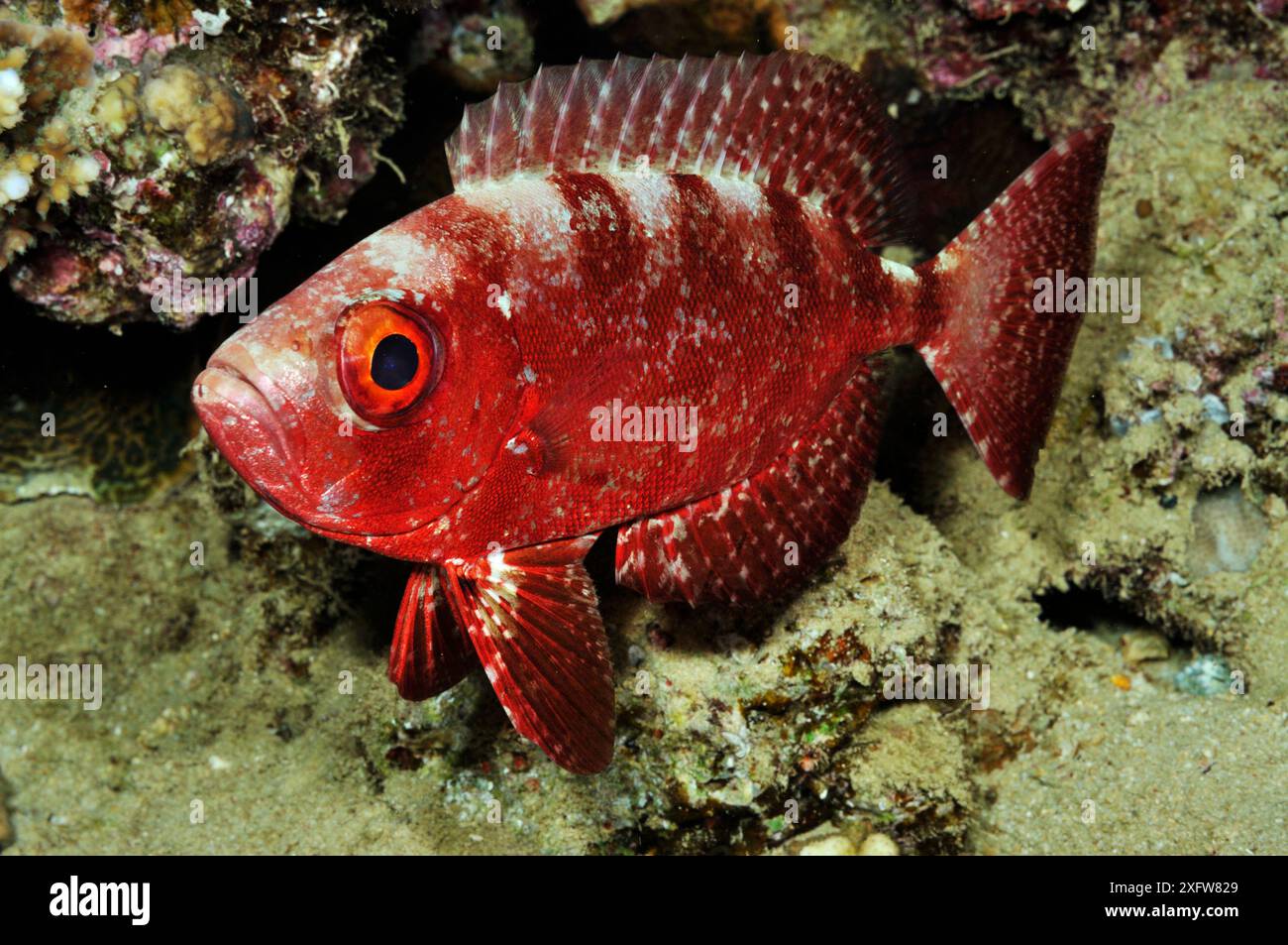 Bigeye fish (Priacanthus hamrur) night time colour Gordon Reef, Straits ...