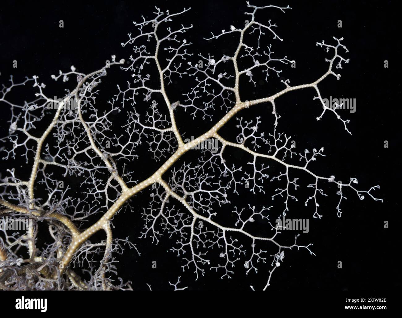 Basket star (Astroboa nuda) close up of arm at night, The Barge (wreck ...