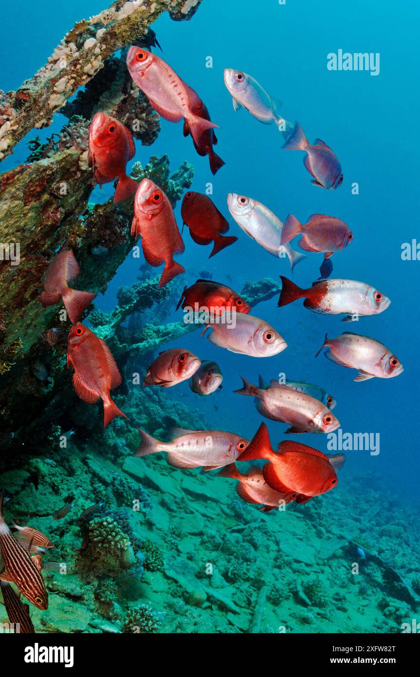 School ray finned bigeyes fish hi-res stock photography and images - Alamy