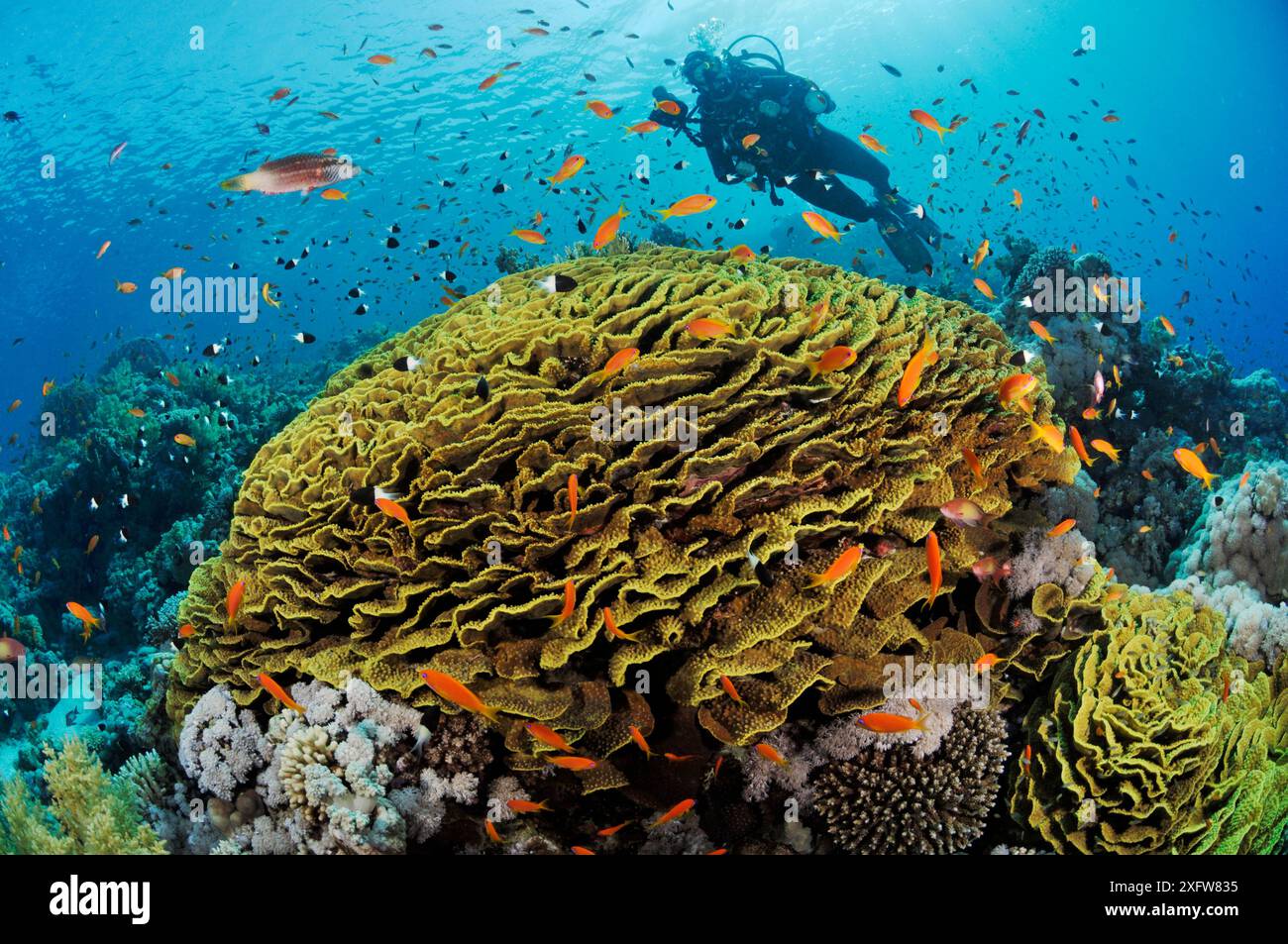 Coral reef with Anthias fish (Pseudanthias squamipinnis) and Twotone ...