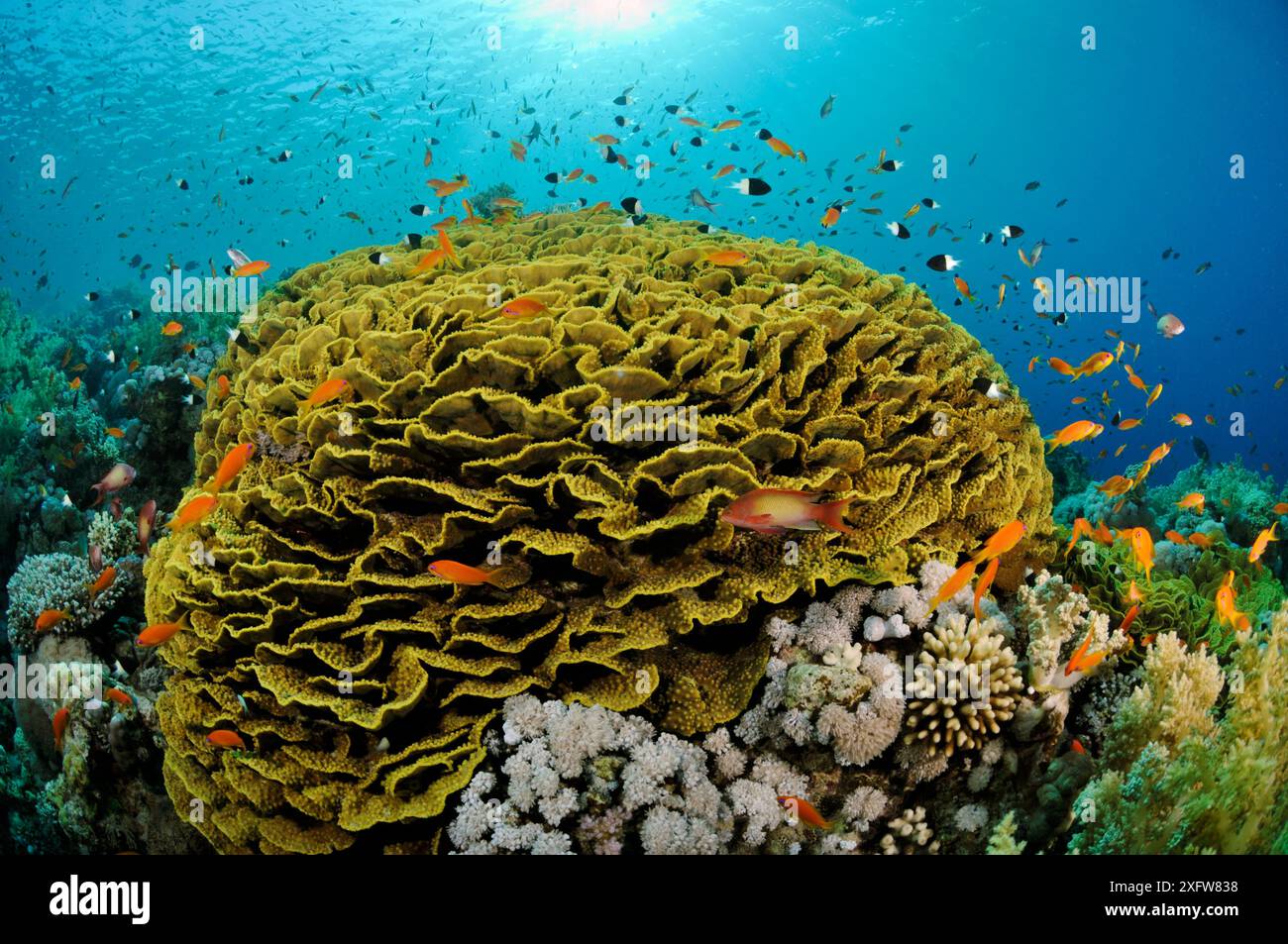 Coral reef with Anthias fish (Pseudanthias squamipinnis) and Twotone ...