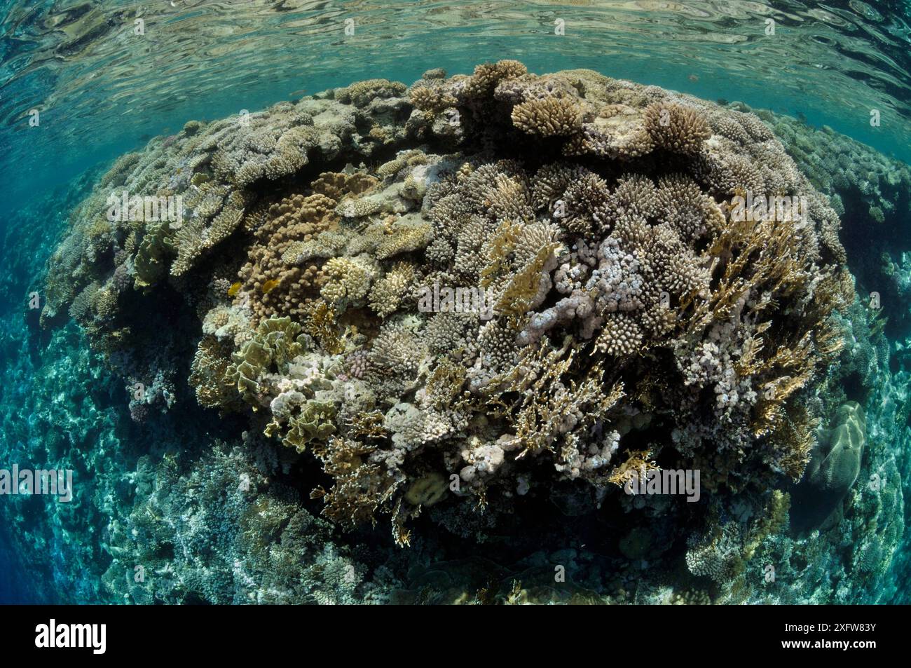 Coral reef top, Jackson Reef, Straits of Tiran, Red Sea, Egypt Stock ...