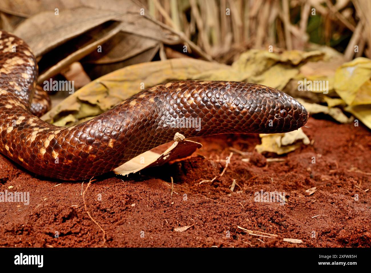 Calabar burrowing boa snake (Calabaria reinhardtii) captive, occurs ...