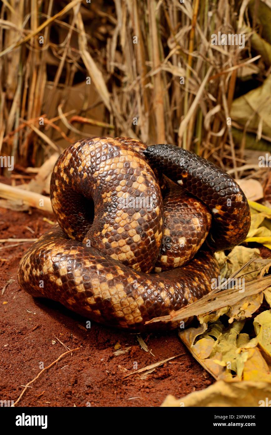 Calabar burrowing boa snake (Calabaria reinhardtii) in defensive ball ...