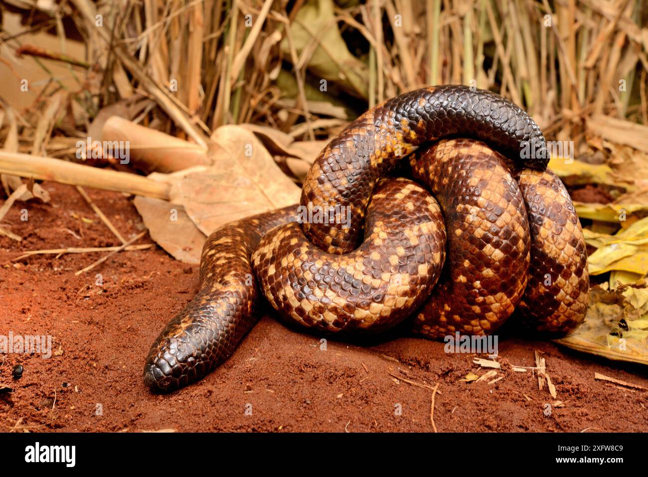 Calabar burrowing boa snake (Calabaria reinhardtii) in defensive ball ...