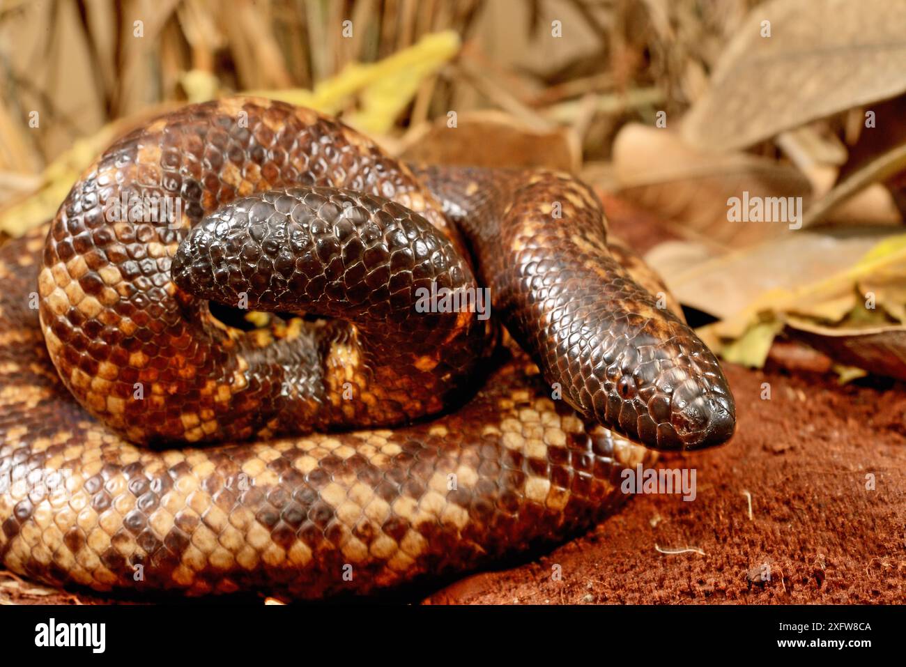 Calabar burrowing boa snake (Calabaria reinhardtii) in defensive ball ...