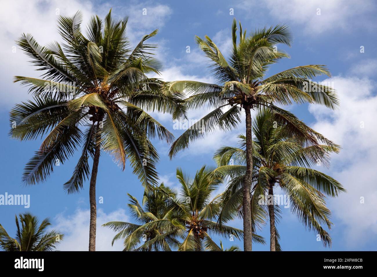 Cocos nana hi-res stock photography and images - Alamy