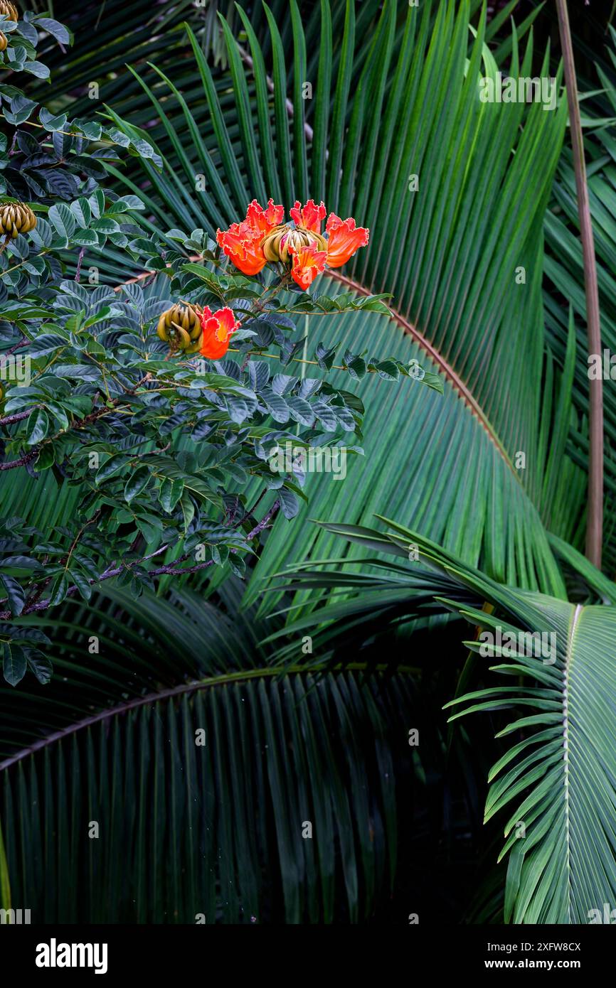 African Tulip Tree (Spathodea campanulata) with red flowers and seed ...