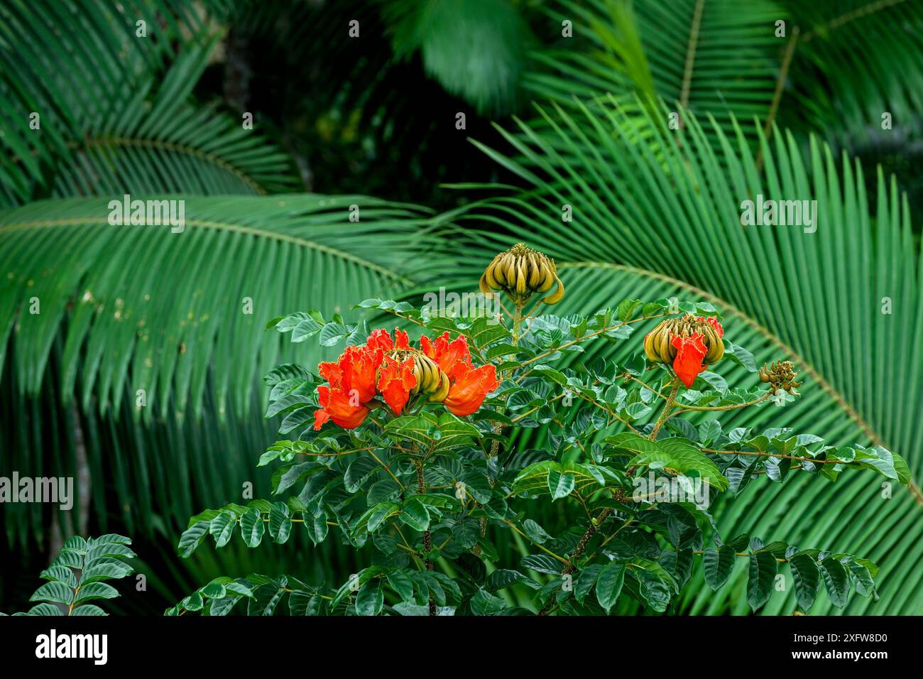 African Tulip Tree (Spathodea campanulata) with red flowers and seed ...