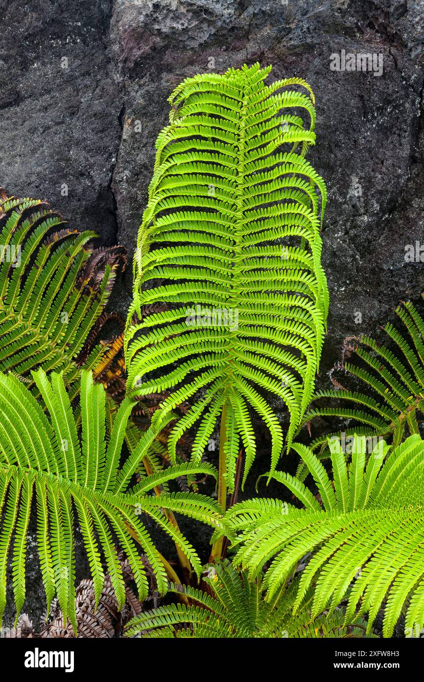 Hawaiian fern amau fern hi-res stock photography and images - Alamy