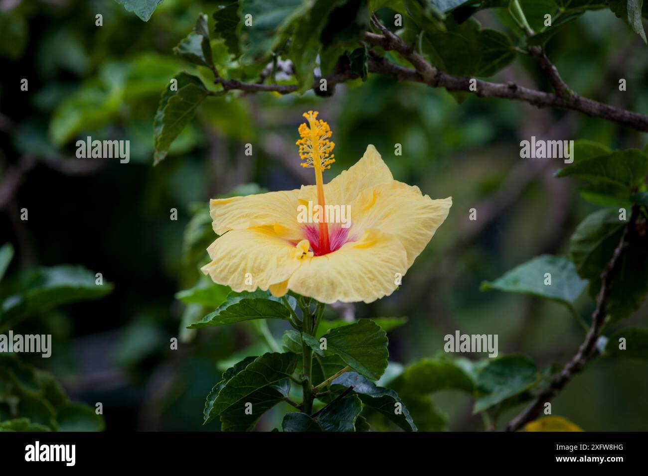 State flower of Hawaii, the Yellow Hawaiian hibiscus also known as pua ...