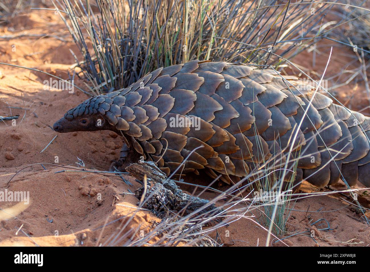 Pangolin foraging for food in the Kalahari Stock Photo - Alamy