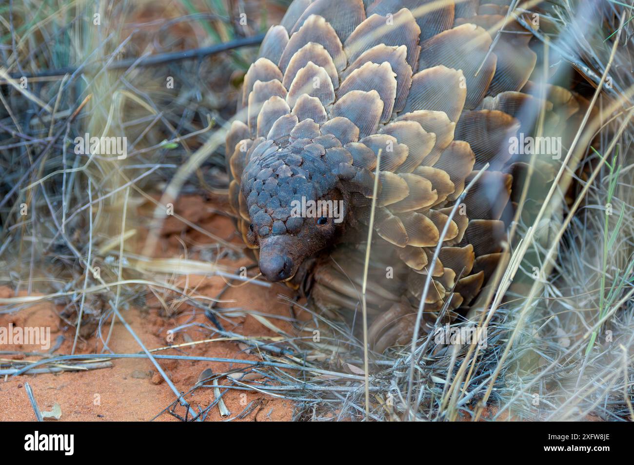 Pangolin foraging for food in the Kalahari Stock Photo - Alamy